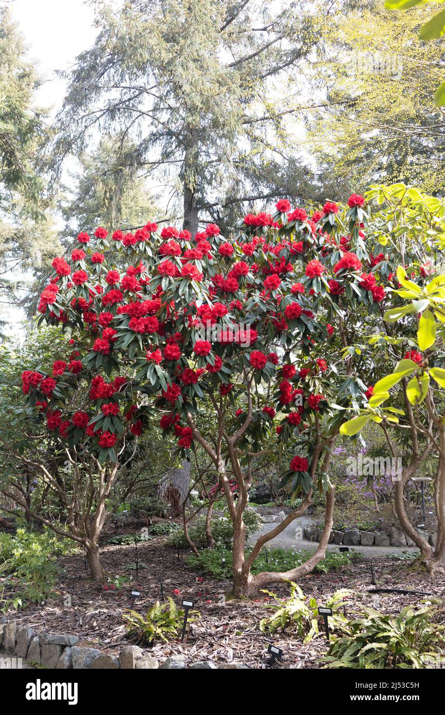 Taurus plant hi-res stock photography and images - Alamy