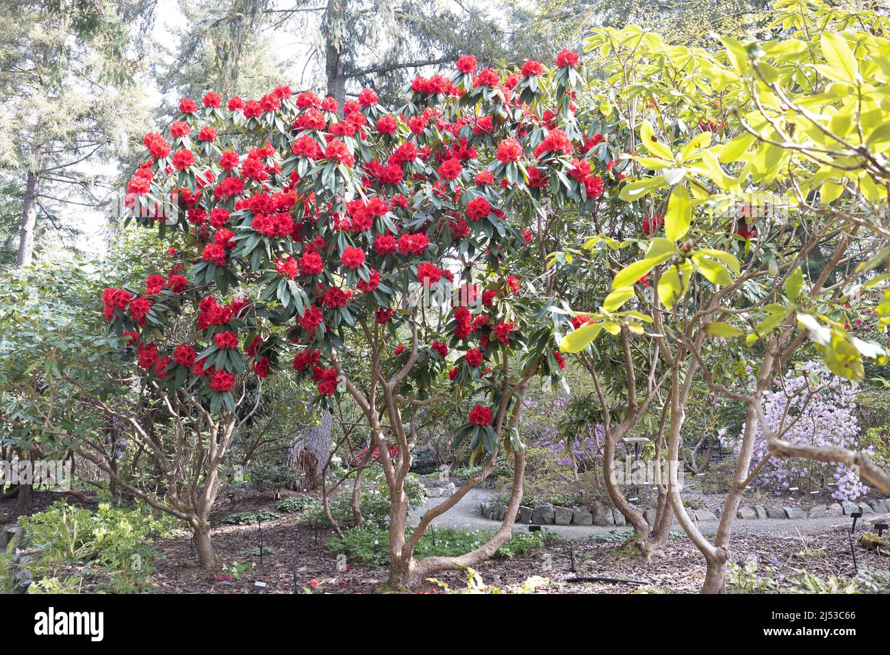 Taurus plant hi-res stock photography and images - Alamy