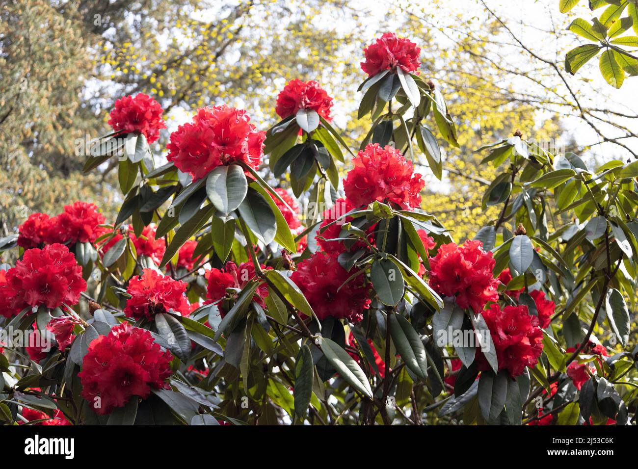 Taurus plant hi-res stock photography and images - Alamy