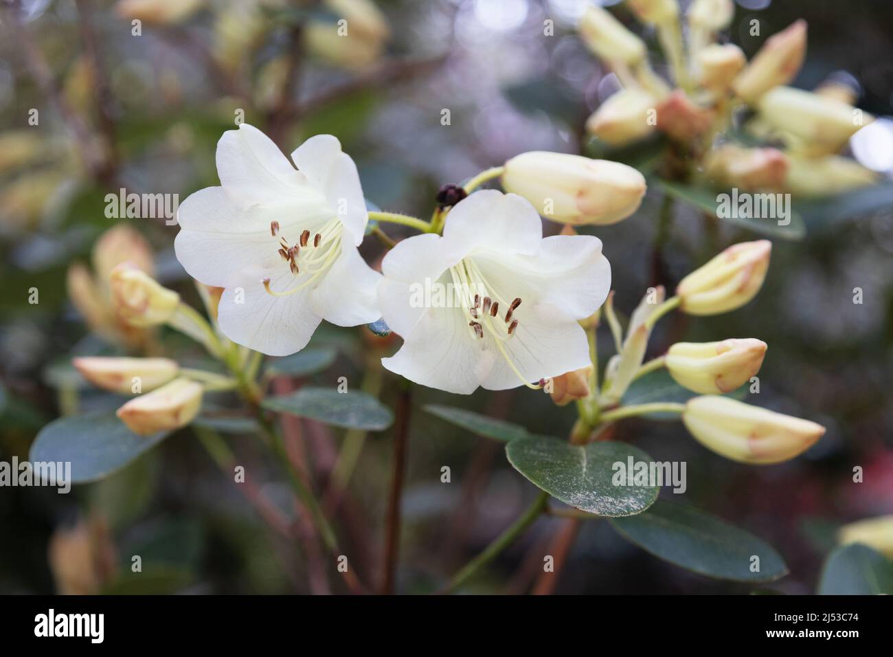 Moonstone plant hi-res stock photography and images - Alamy