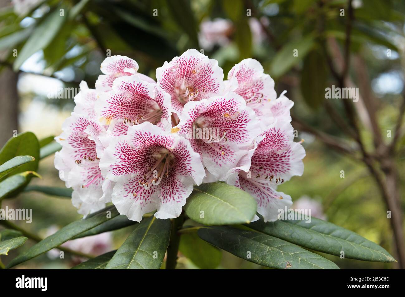 Rhododendron hymenanthes hi-res stock photography and images - Alamy