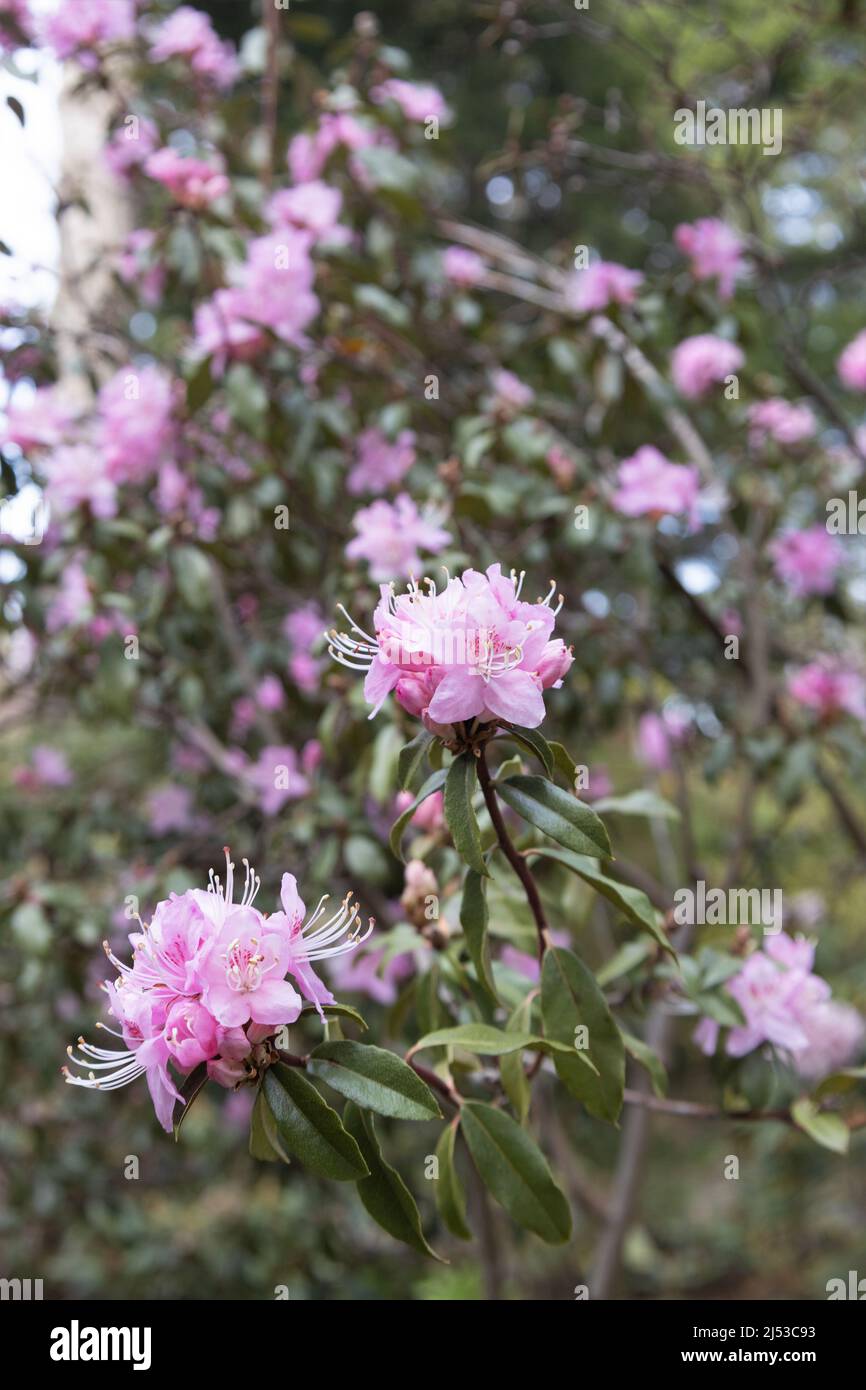 Davidsonianum hi-res stock photography and images - Alamy