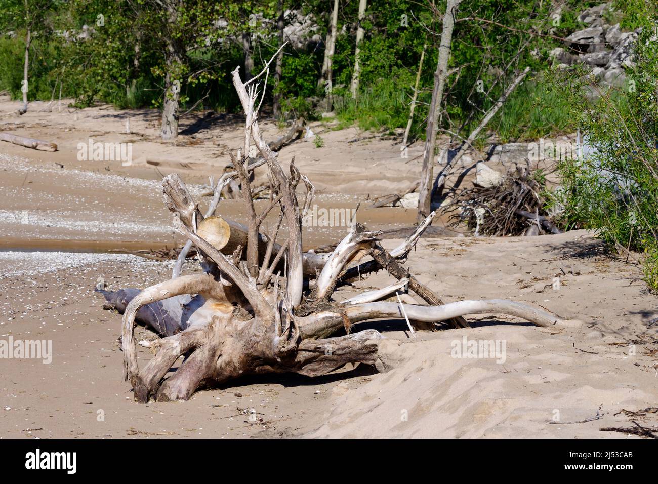 Driftwood on Lake Michigan beach at Point Beach State Forest, Wisconsin ...