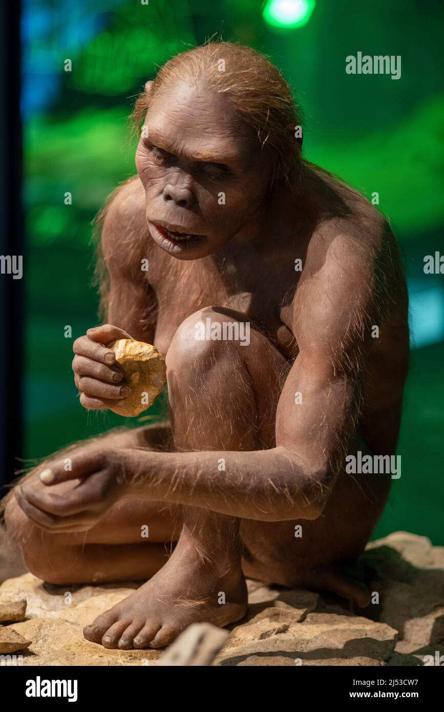 Homo habilis model Stock Photo - Alamy