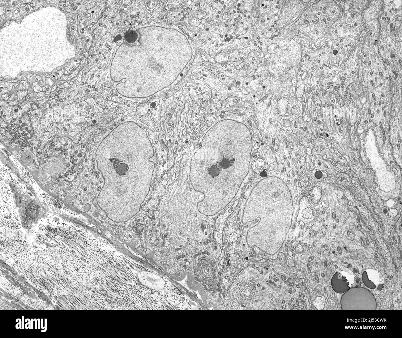 Human testis, TEM Stock Photo - Alamy