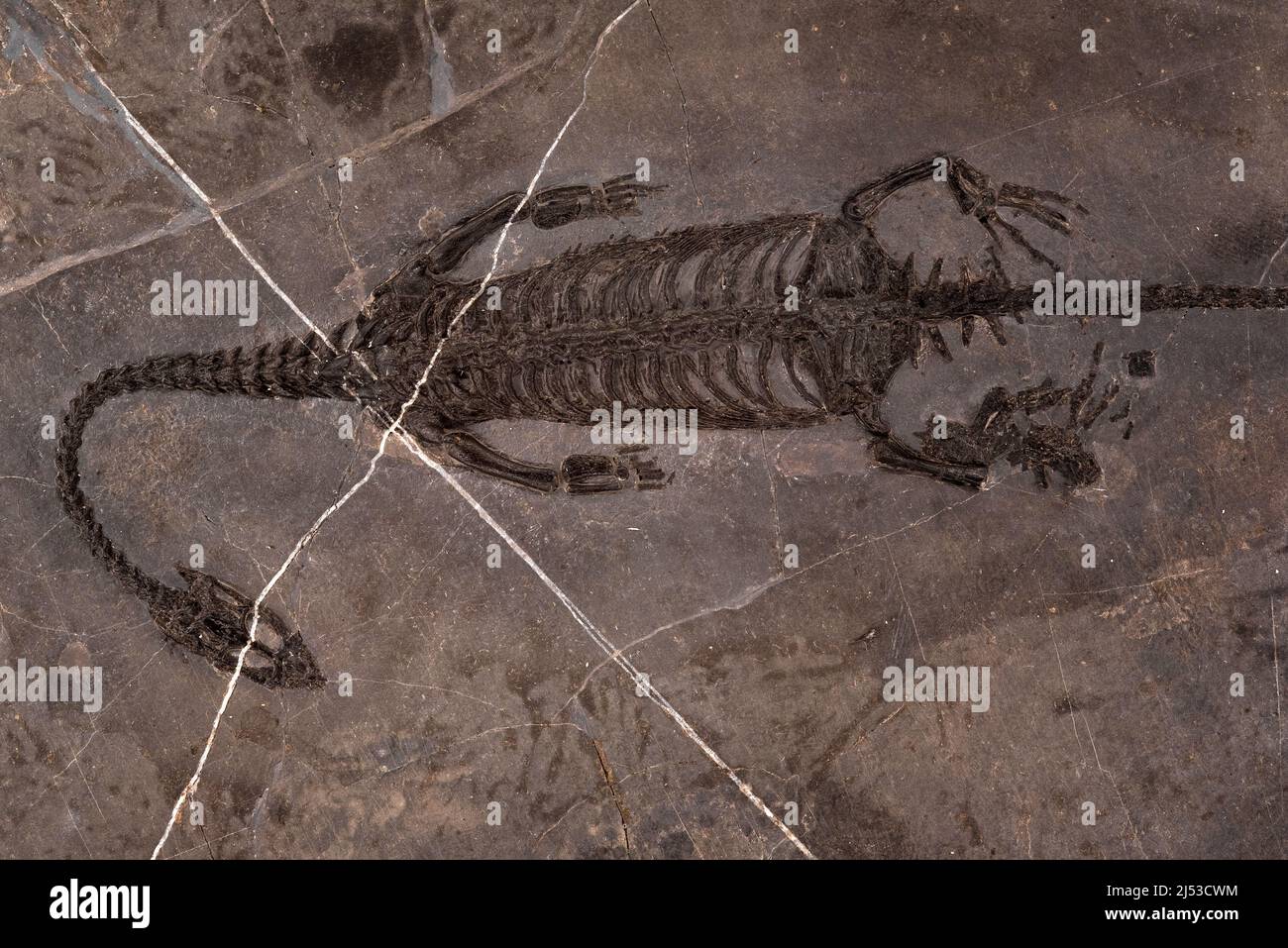Fossil Keichousaurus marine reptile Stock Photo - Alamy