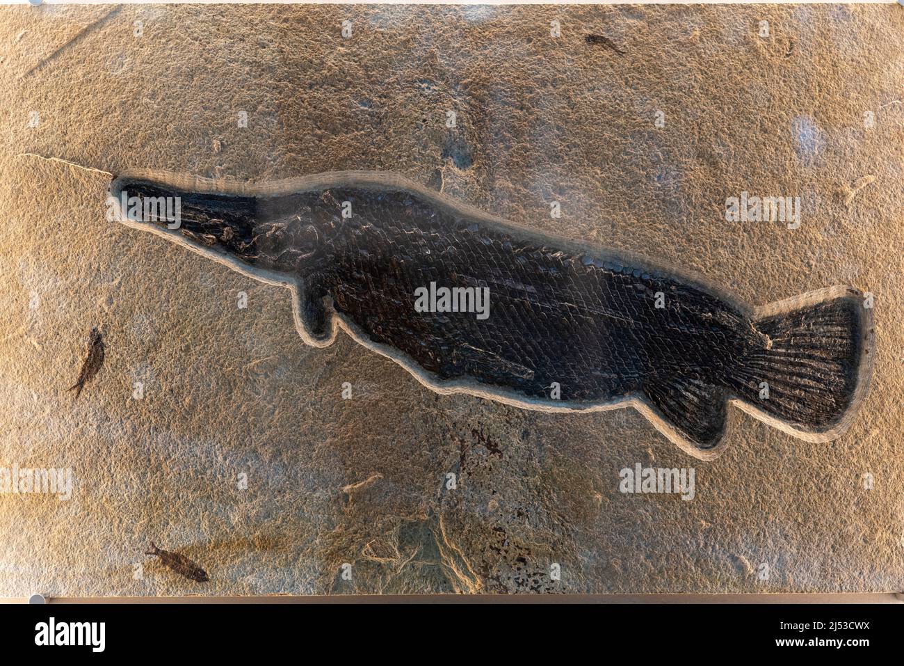 Fossil gar fish Stock Photo - Alamy