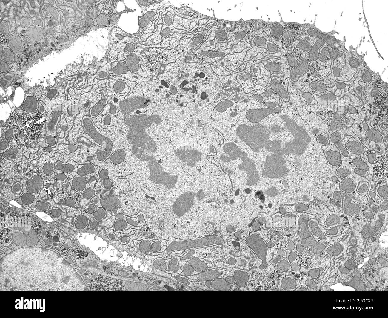 Cell division, TEM Stock Photo - Alamy