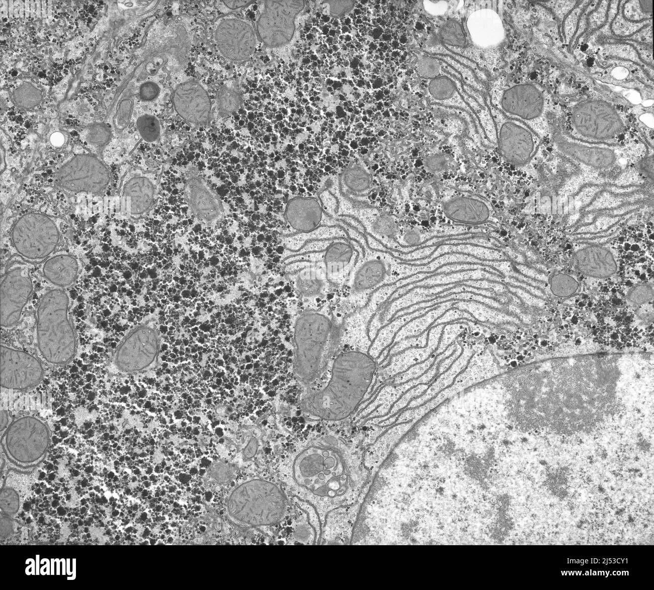 Liver cell, TEM Stock Photo - Alamy
