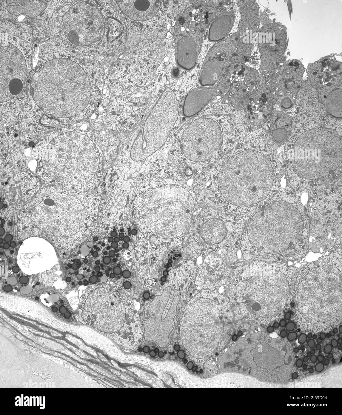 Human testis, TEM Stock Photo - Alamy