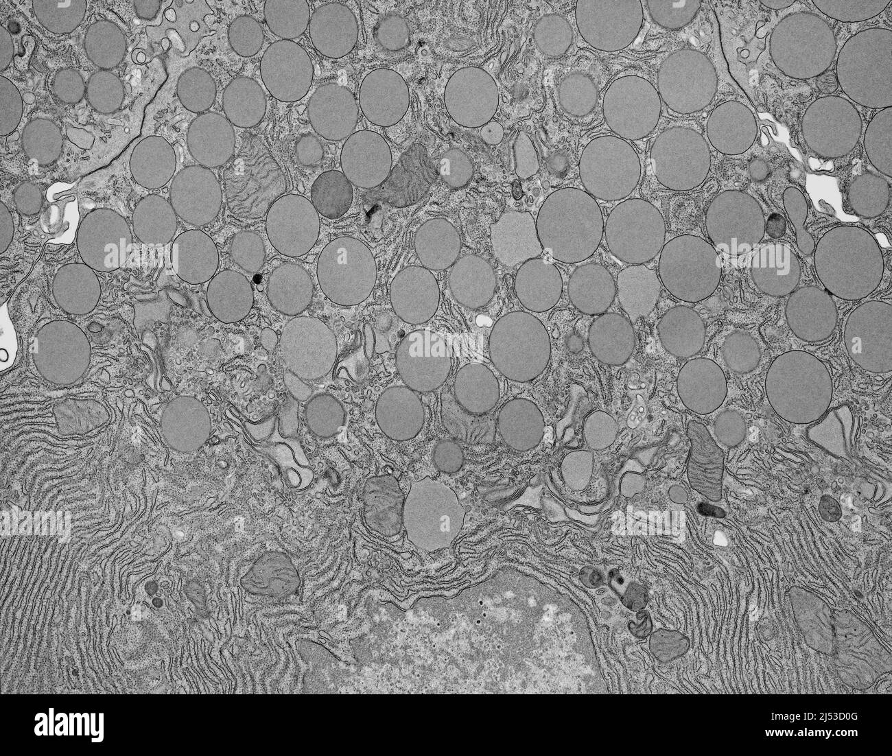 Protein production, TEM Stock Photo - Alamy
