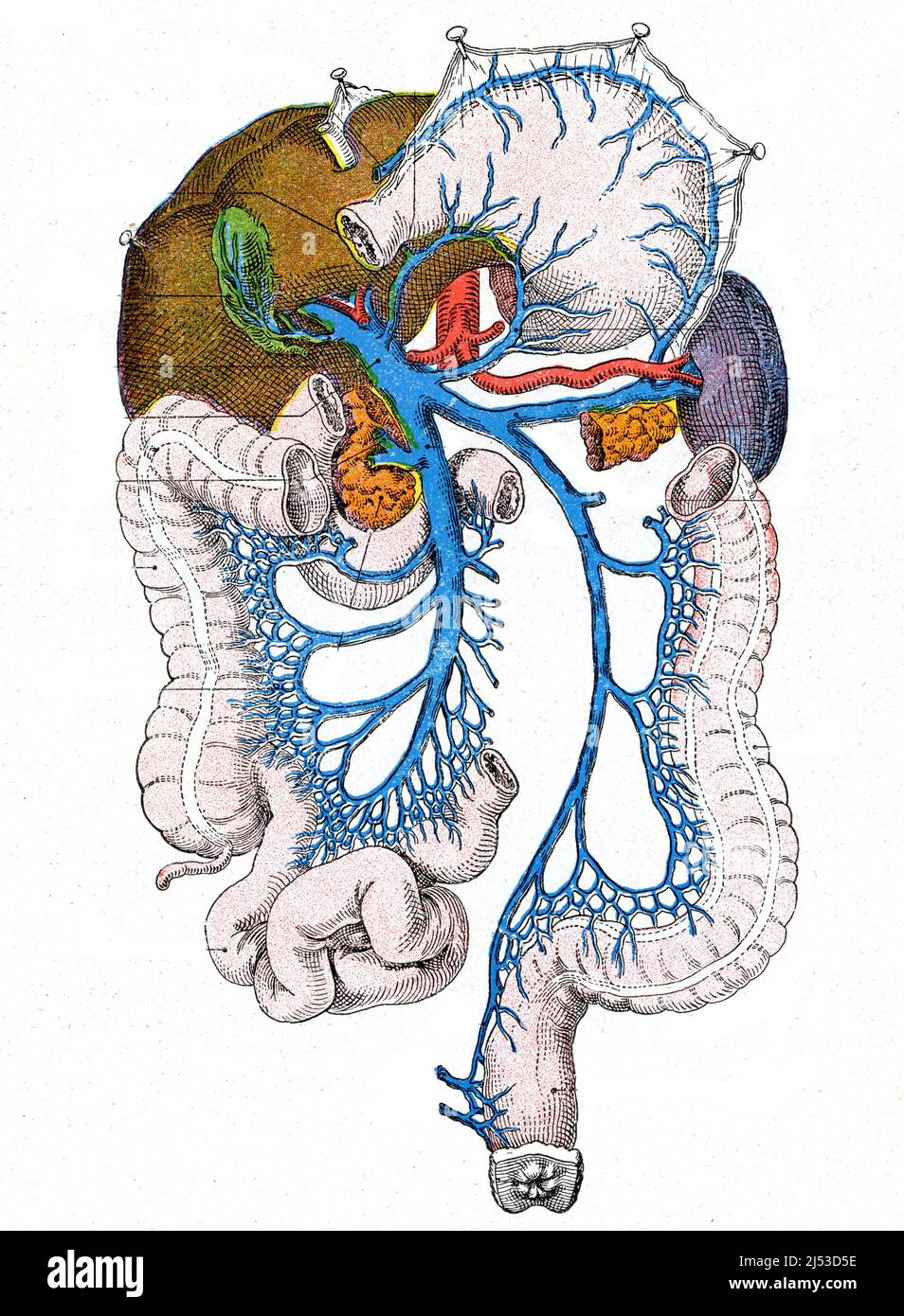 Portal venous system, illustration Stock Photo - Alamy