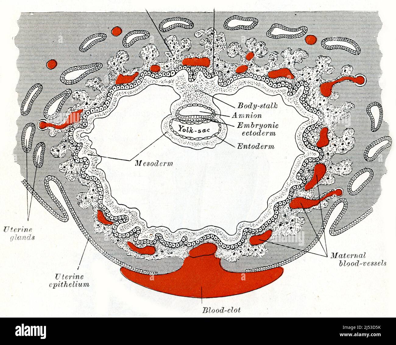 Human embryo, illustration Stock Photo - Alamy