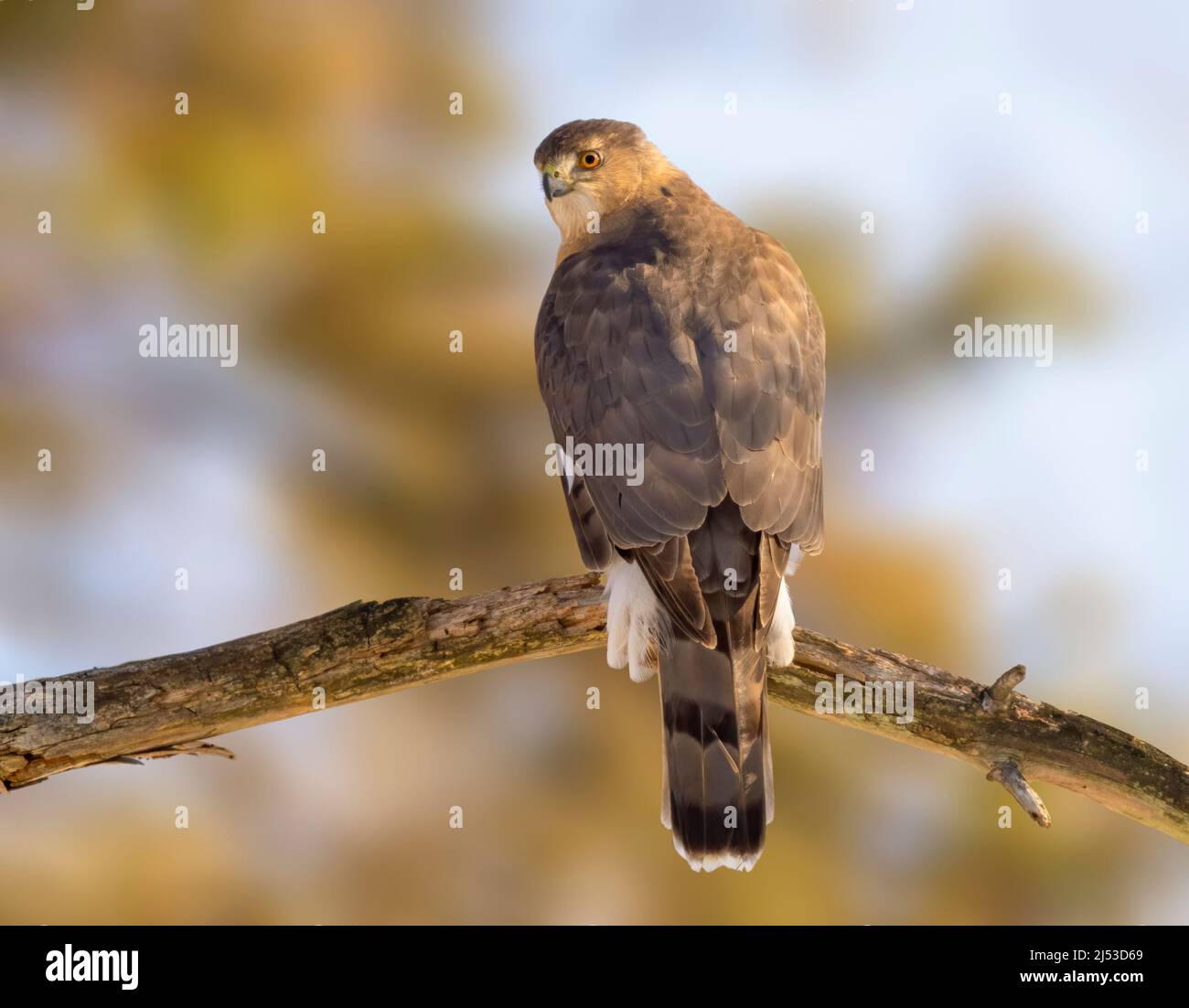 Cooper's hawk perched on a tree waiting for a meal Stock Photo - Alamy