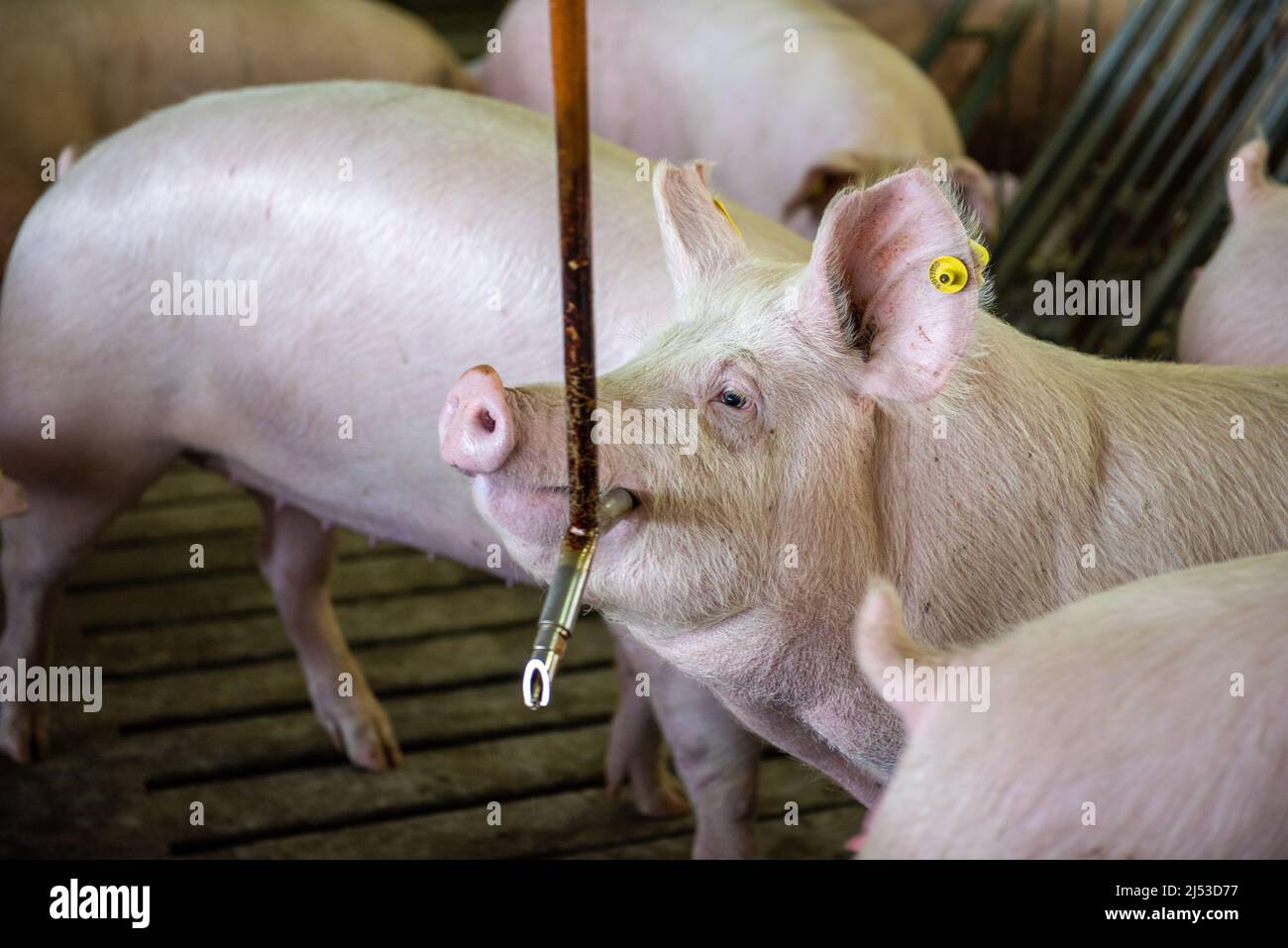 Pig drinking water straight from the end of a hose Stock Photo - Alamy