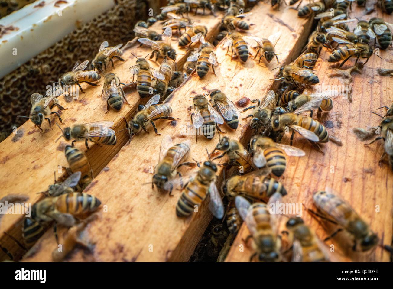 Honey bees crawling on the outside of the hive Stock Photo - Alamy