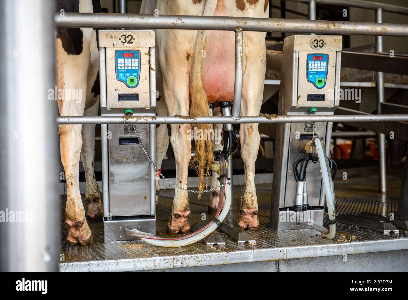 Dairy cow carousel milking Stock Photo - Alamy