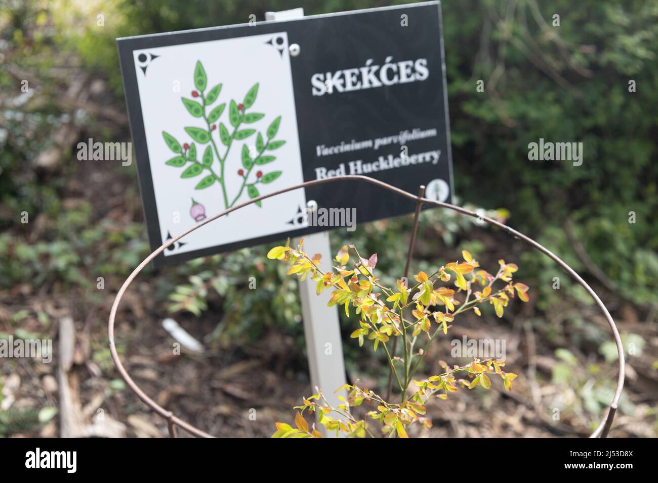 Red huckleberry, a part of the ethnobotany trail, at the gardens at HCP ...