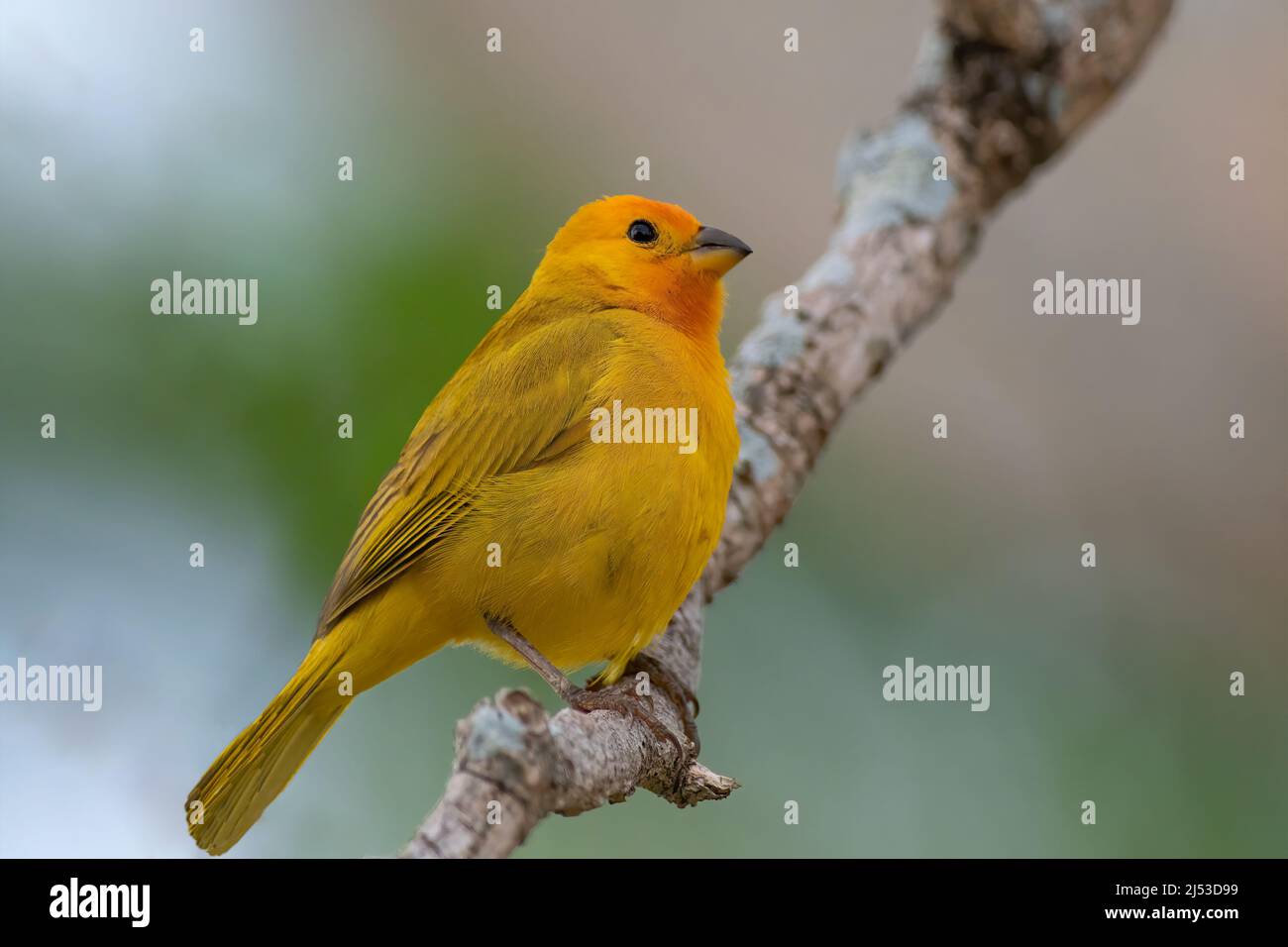 Saffron finch sicalis flaveola on a branch hi-res stock photography and ...