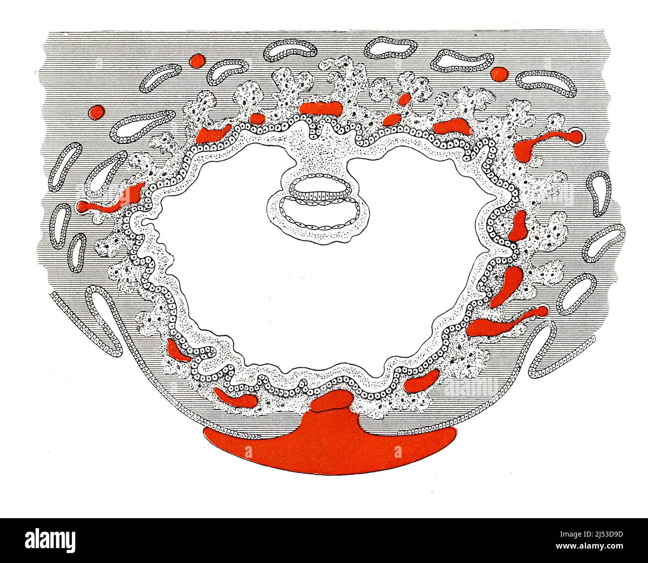 Human embryo, illustration Stock Photo - Alamy