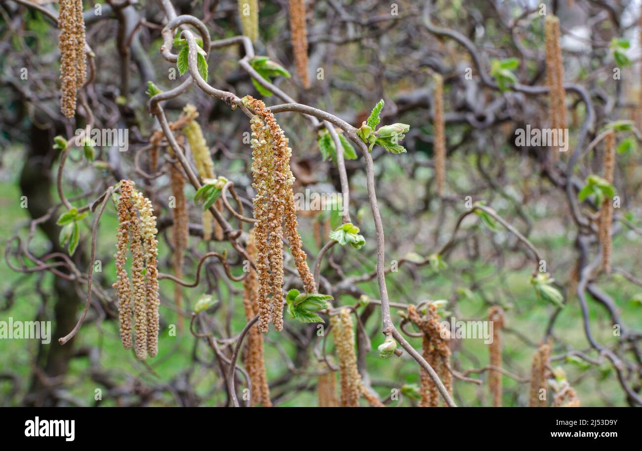 Corylus avellana Contorta - common hazel blooming in spring Stock Photo ...