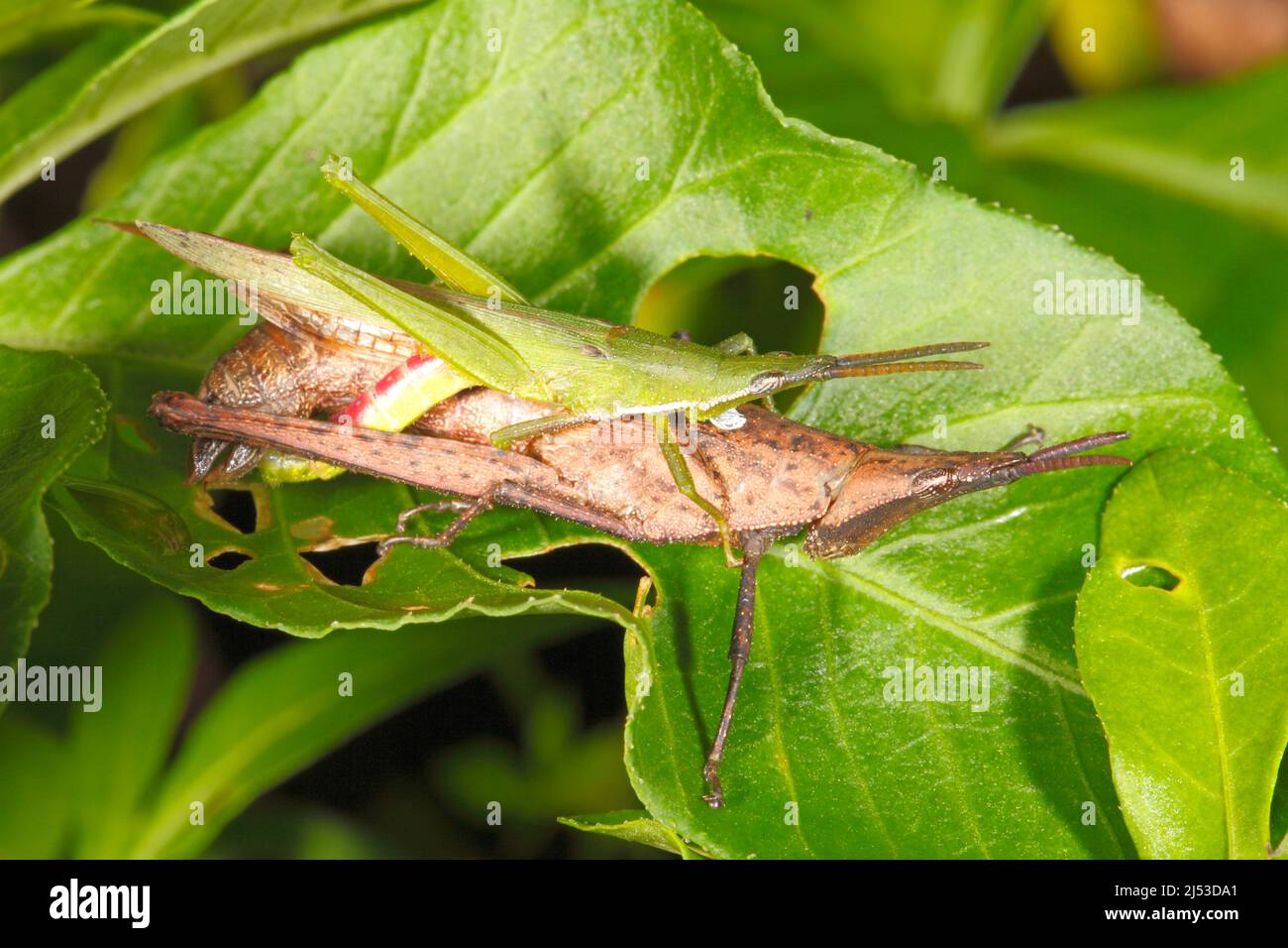 Grasshopper, Northern Grass Pyrgomorph, Atractomorpha similis, or ...