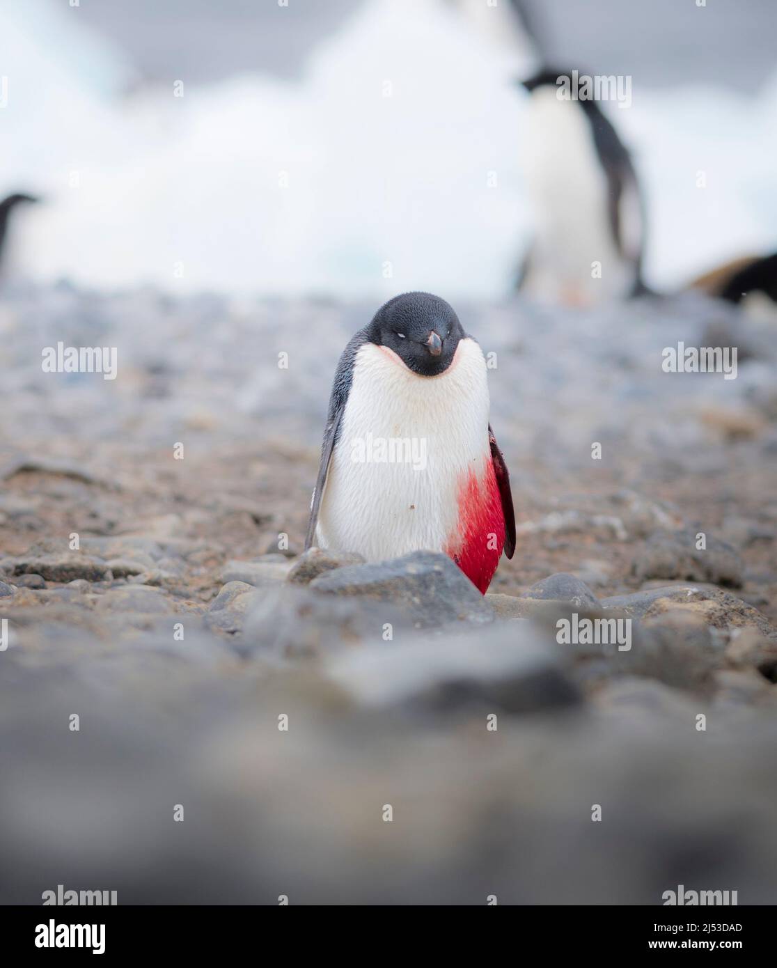 Injured penguins hi-res stock photography and images - Alamy