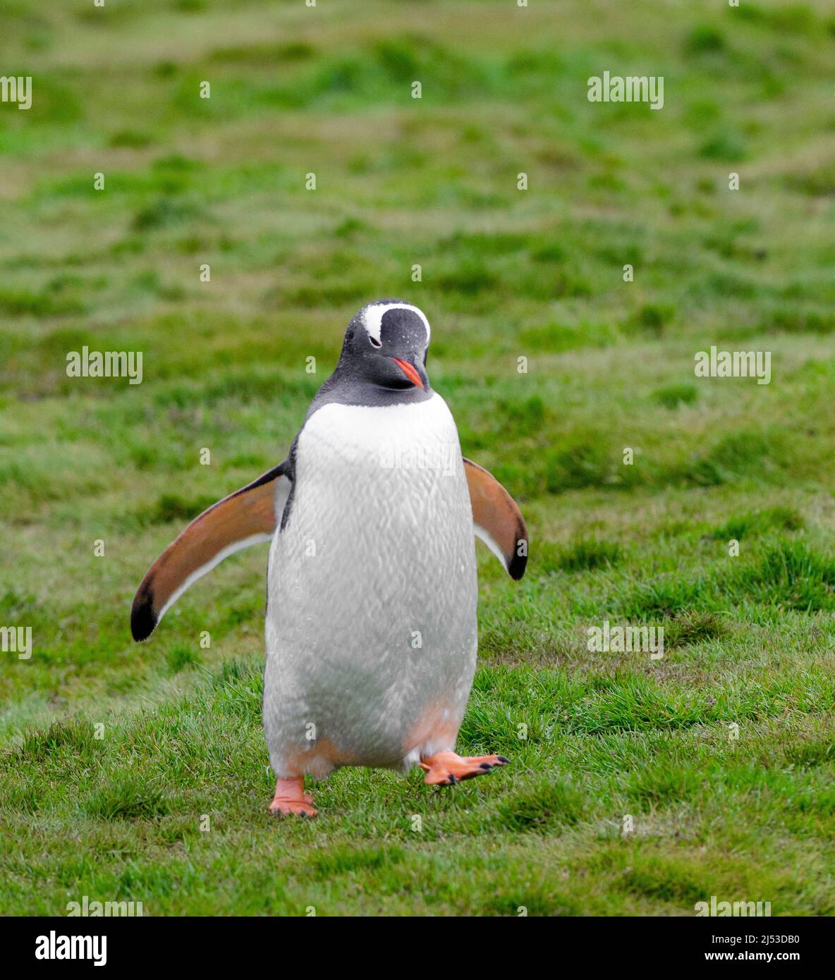 Penguin taking a stroll hi-res stock photography and images - Alamy