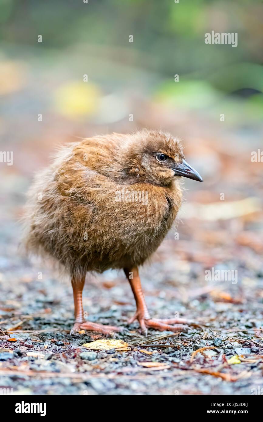 Maori hen hi-res stock photography and images - Alamy