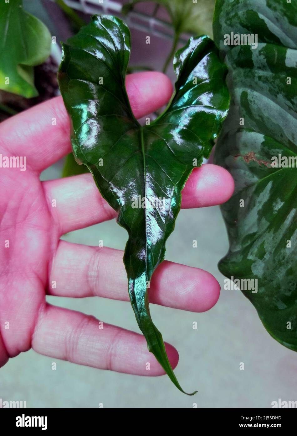 Shiny leaf hi-res stock photography and images - Alamy