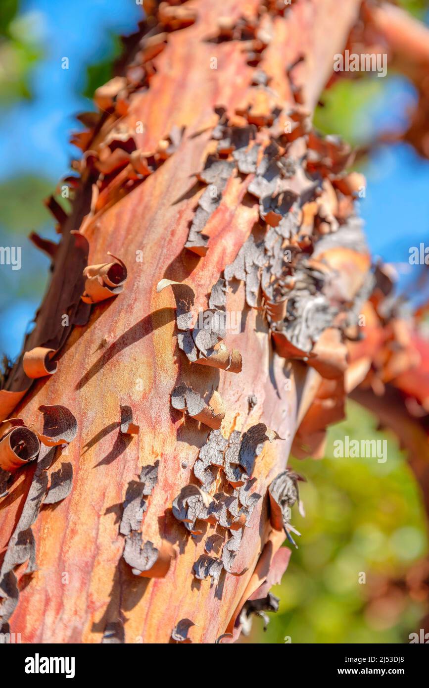 Bark peeled off hi-res stock photography and images - Alamy