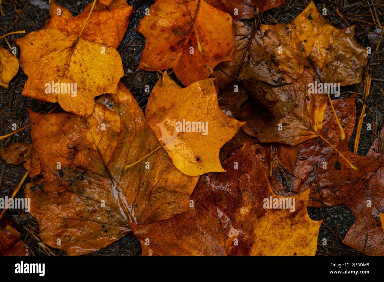 Dead leaves top view hi-res stock photography and images - Alamy