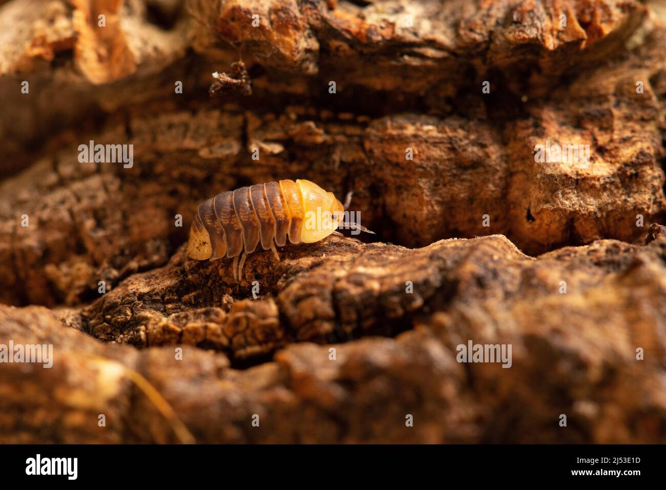 Rubber ducky isopod hi-res stock photography and images - Alamy