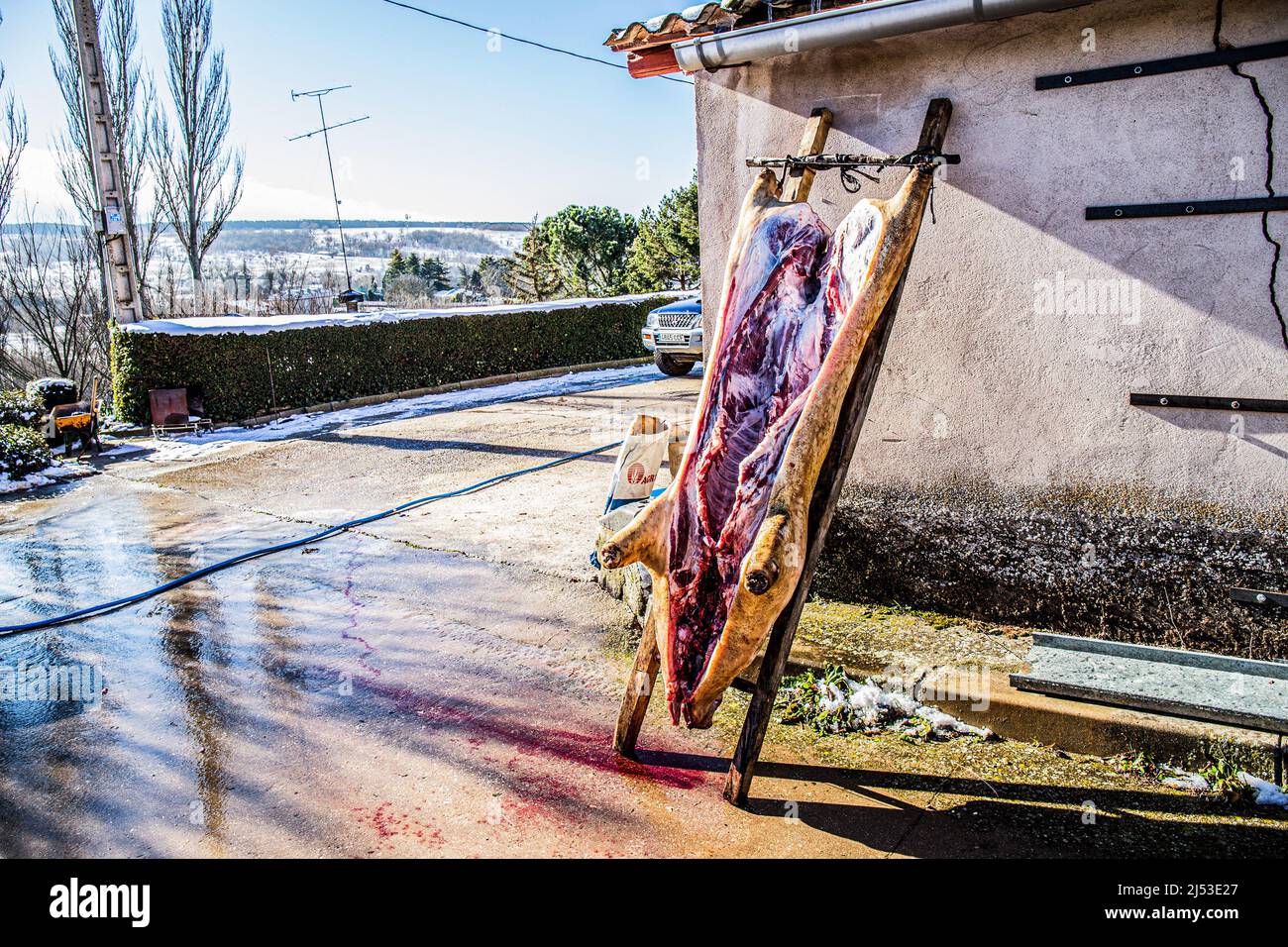 A slaughtered pig is hanging out all night in the street to air out. A ...