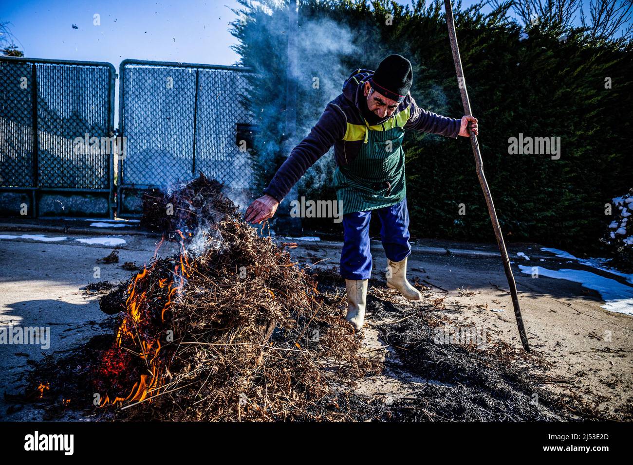 A man lights the ferns to burn the hairs of the pig. A family prepares ...
