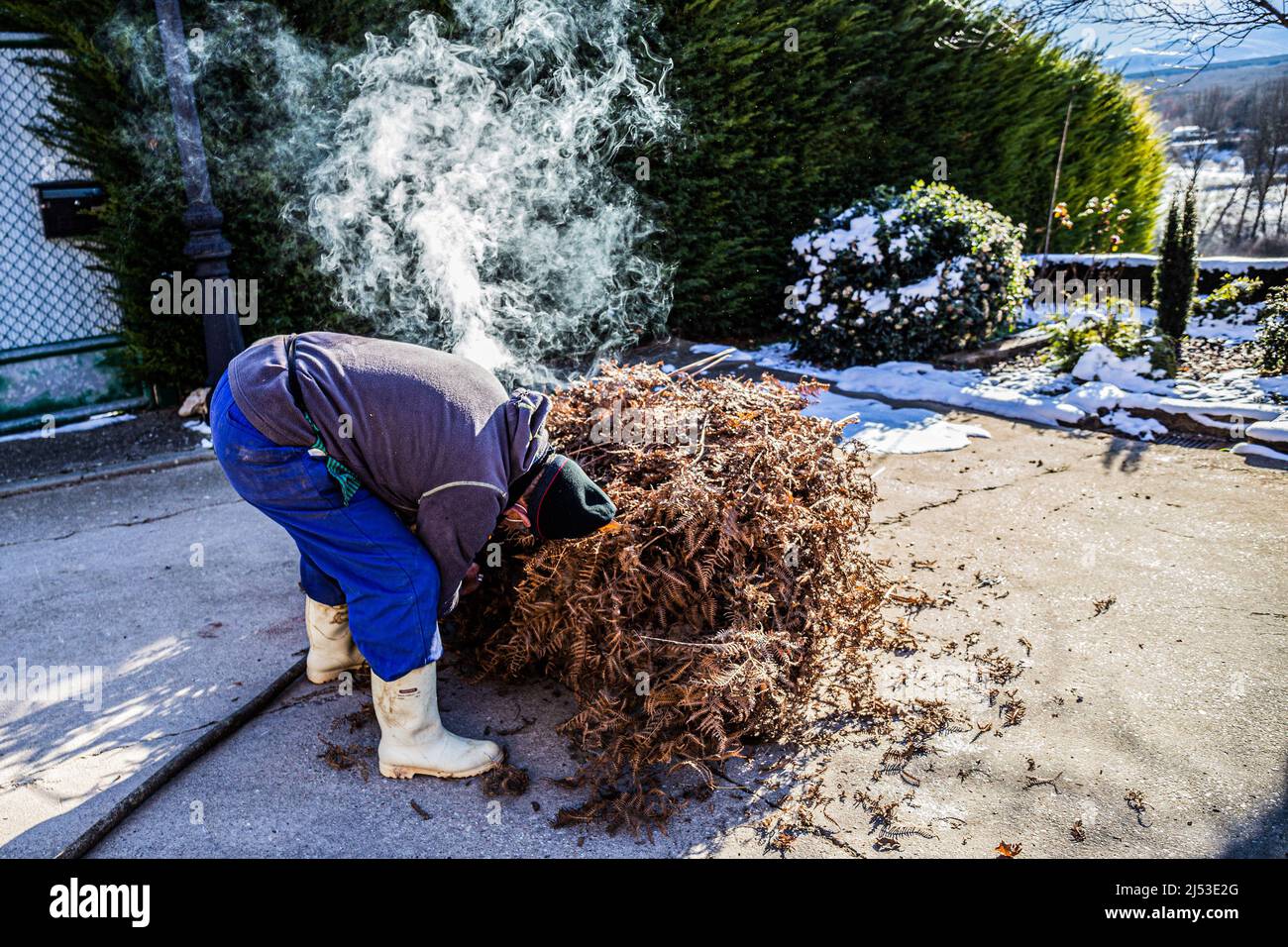 A man lights the ferns to burn the hairs of the pig. A family prepares ...