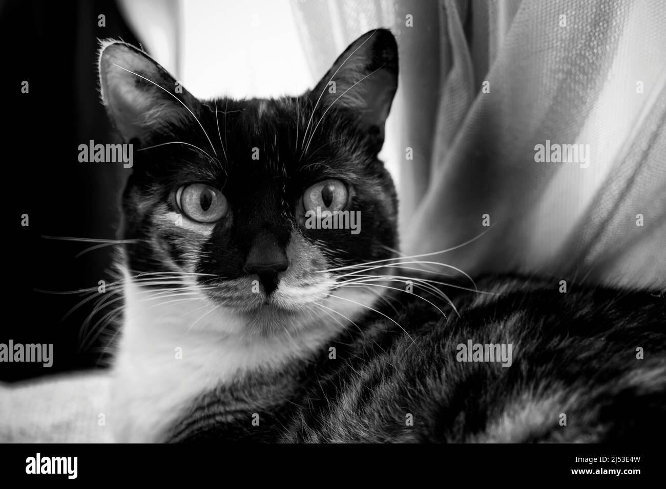 Mature female cat Stock Photo - Alamy