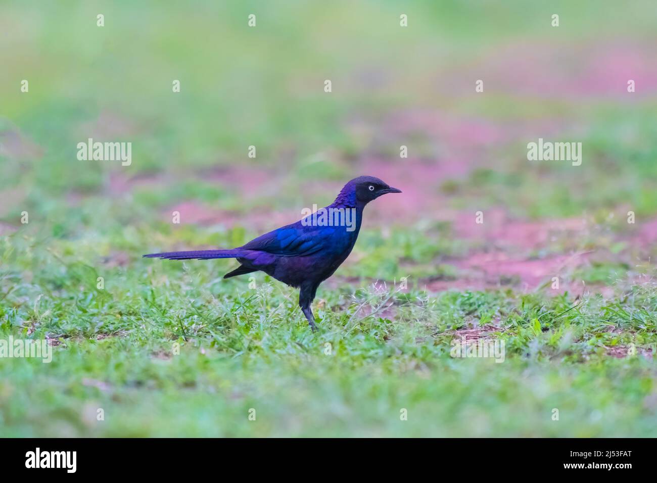 Ruppell's Starling on the ground foraging in Africa Stock Photo - Alamy