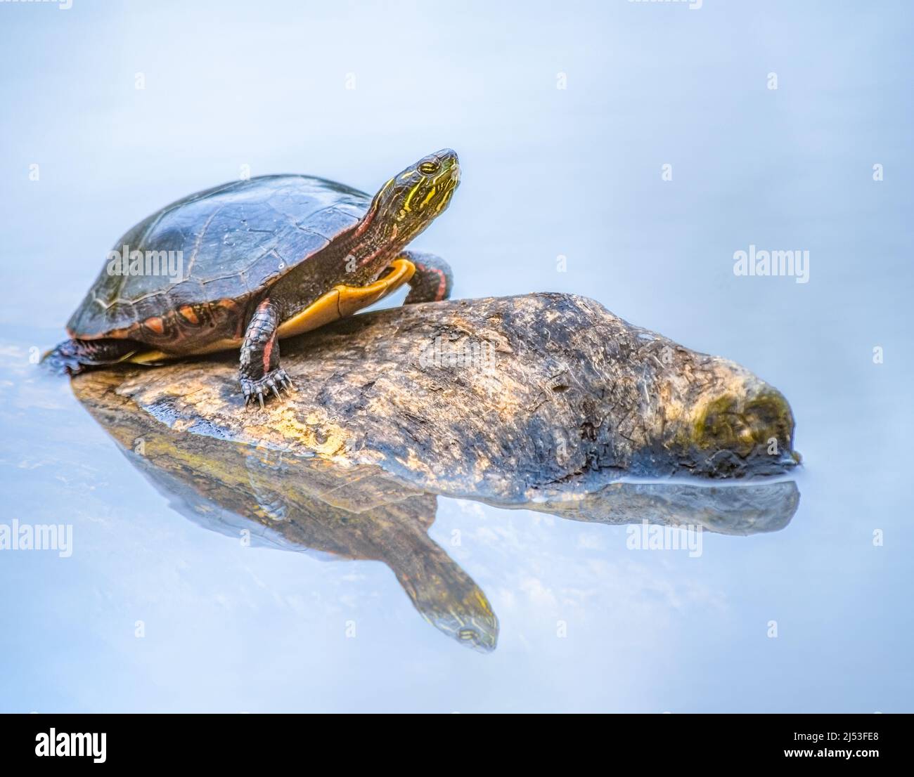 Painted Turtle on a rock basking in the sun Stock Photo - Alamy