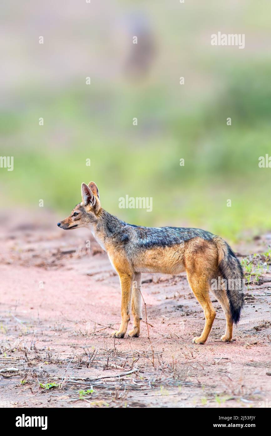 Black Backed Jackal in the savanna of Africa Stock Photo - Alamy