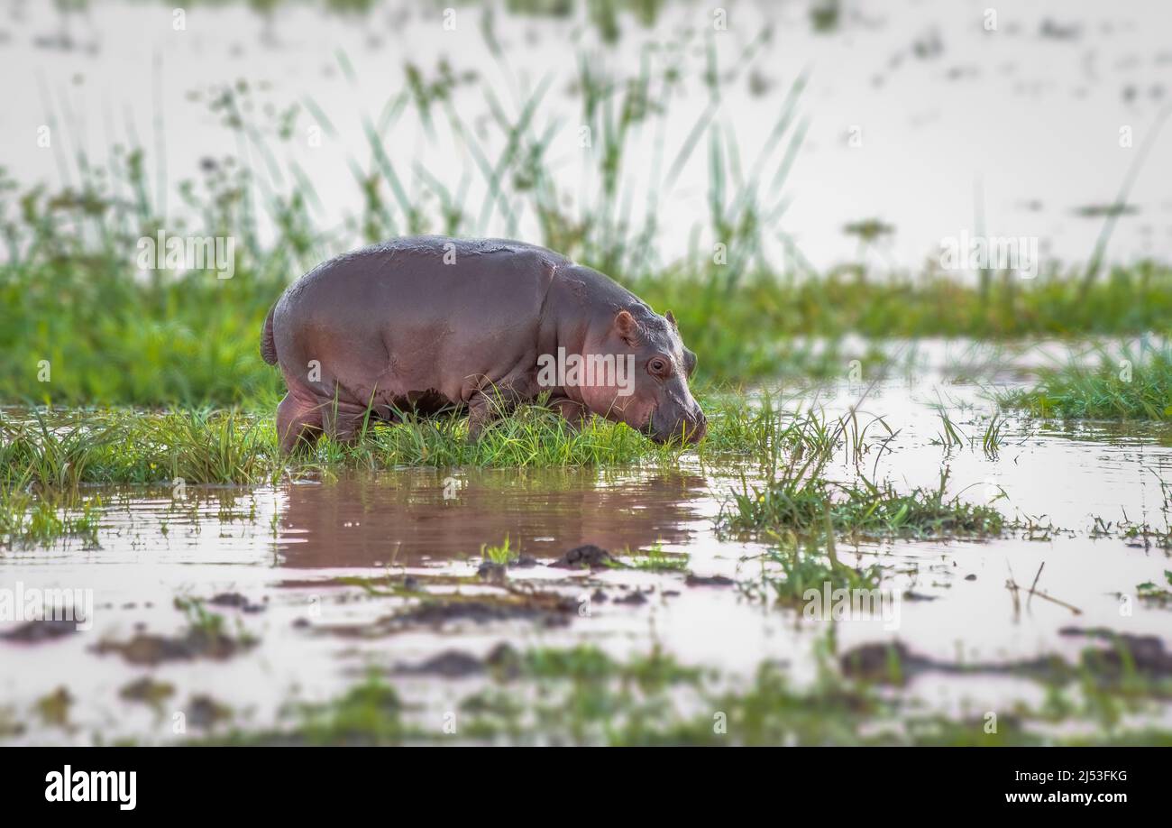 A Baby Hippo in the swamp in Africa Stock Photo - Alamy