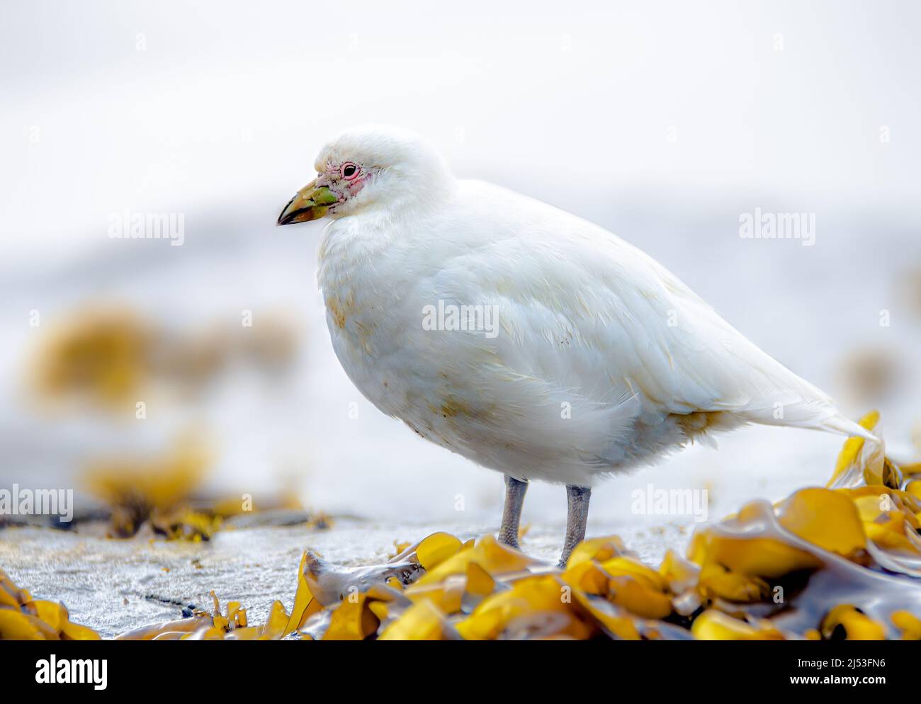 Snowy sheathbill also known as the greater sheathbill Stock Photo - Alamy