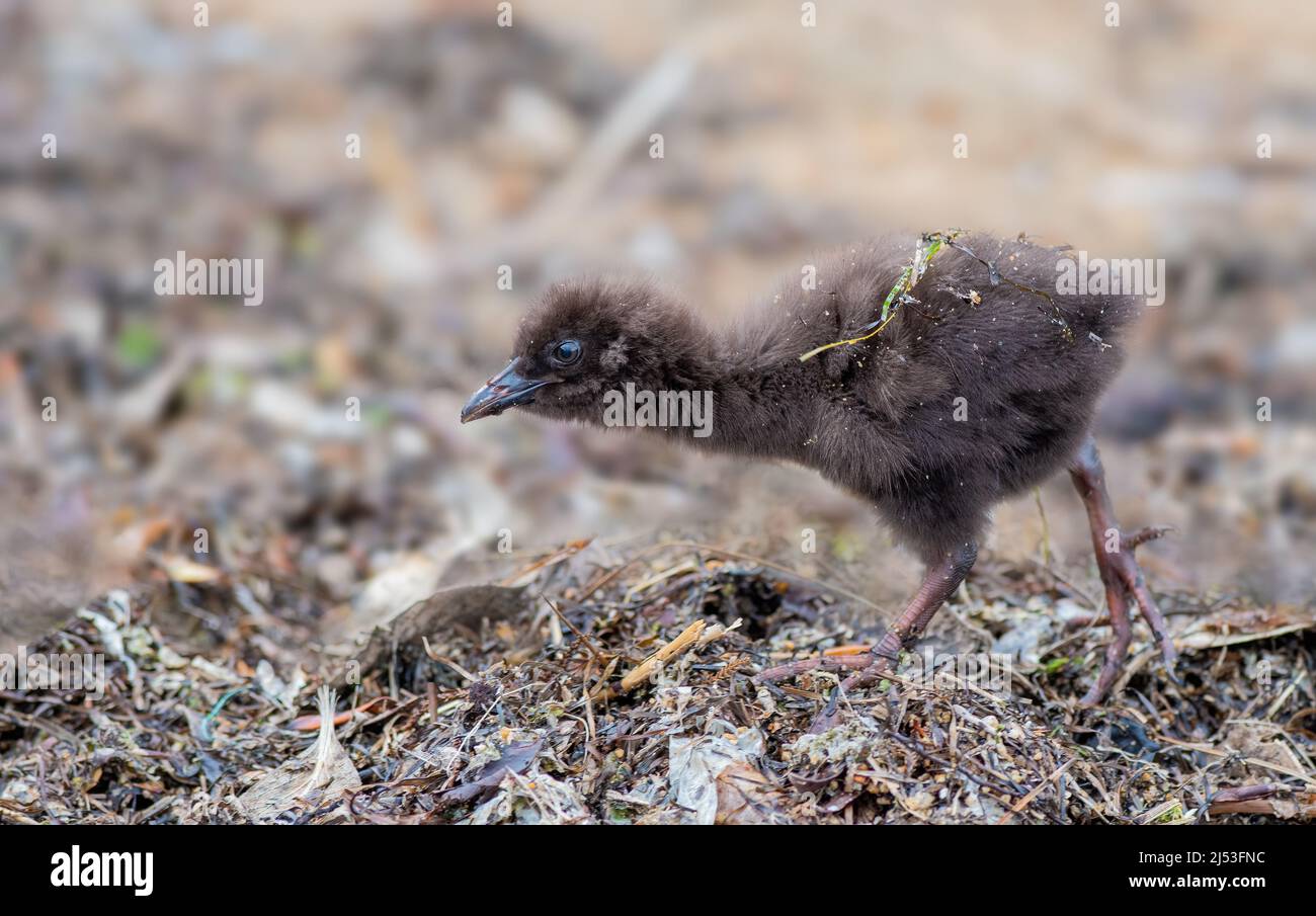 Weka chick foraging for food on its own Stock Photo - Alamy