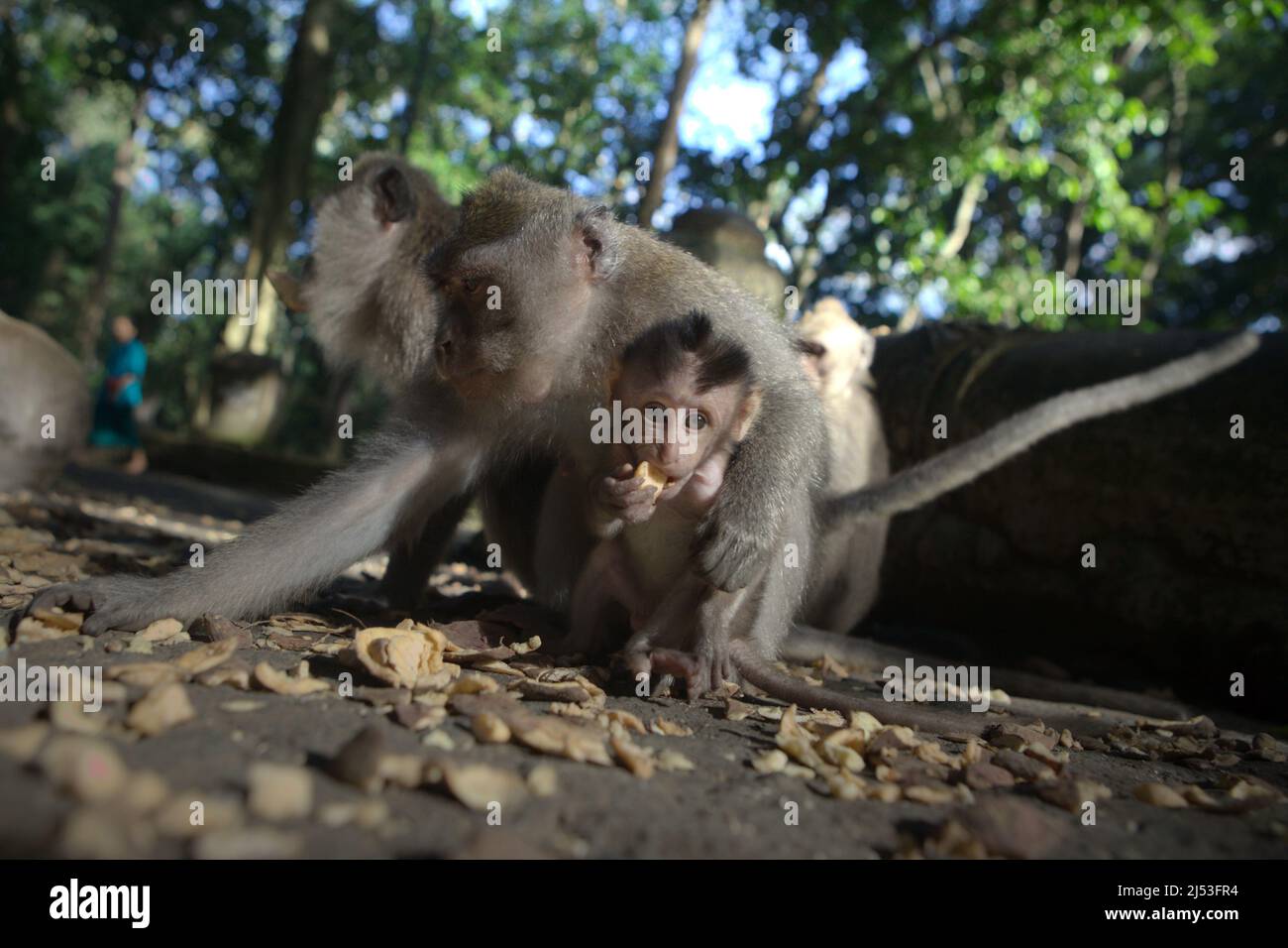A group of long-tailed macaques (Macaca fascicularis) with an infant at ...