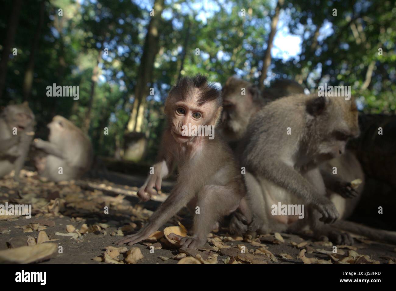 An infant of long-tailed macaque (Macaca fascicularis) at Monkey Forest ...