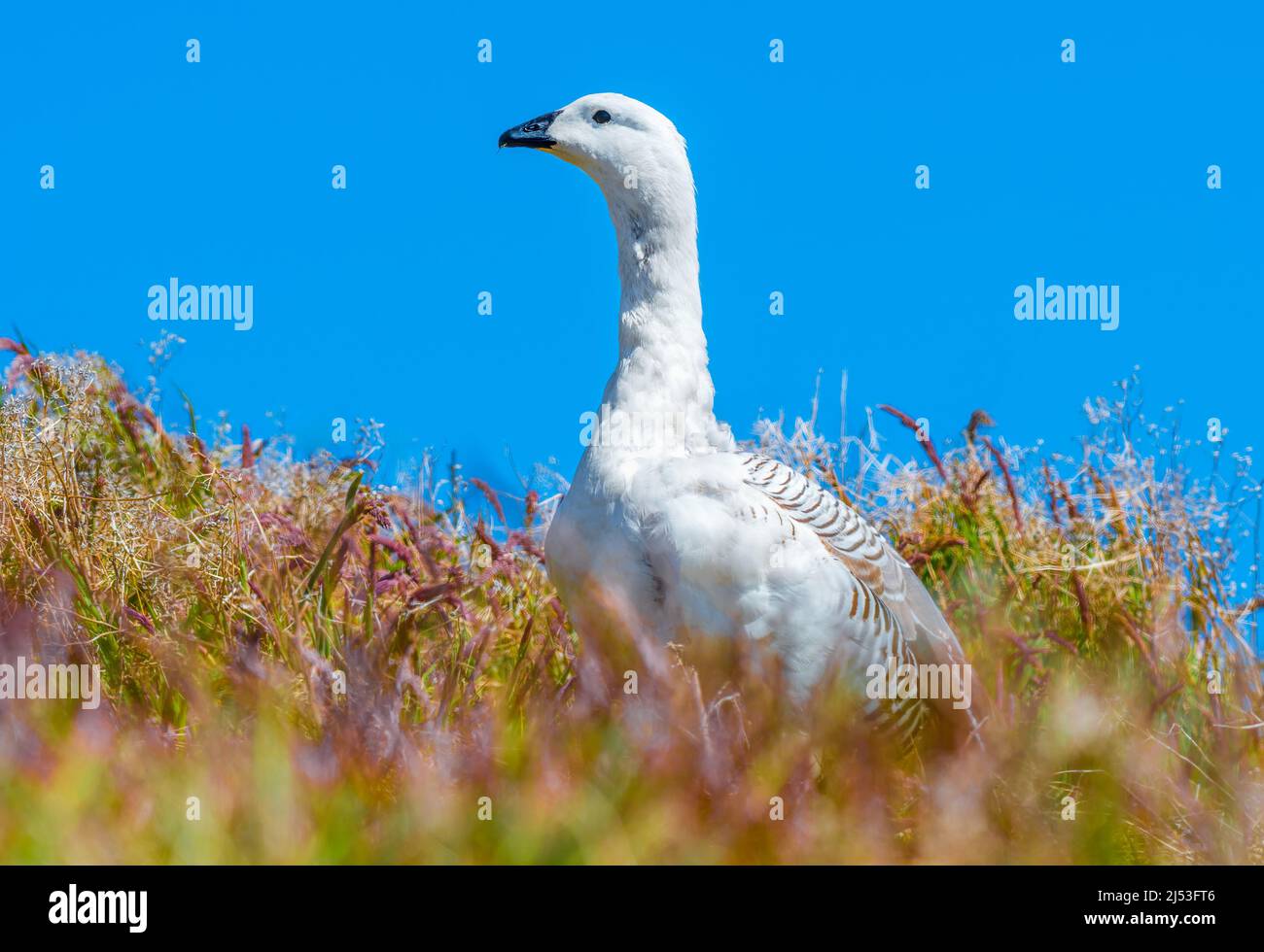 Upland Goose in the grasslands of Falkland Islands Stock Photo - Alamy
