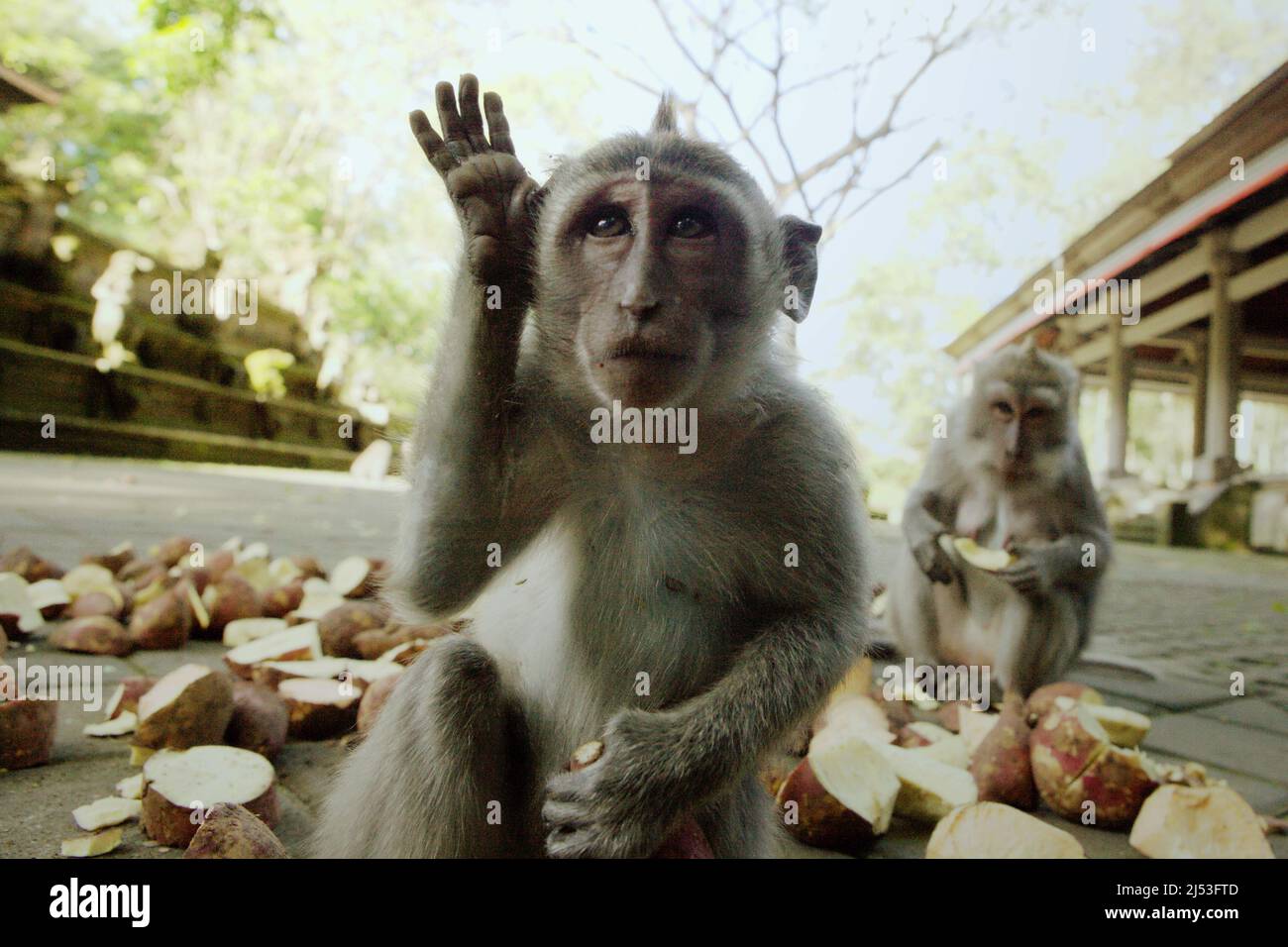 A group of long-tailed macaques (Macaca fascicularis) eating fruits at ...