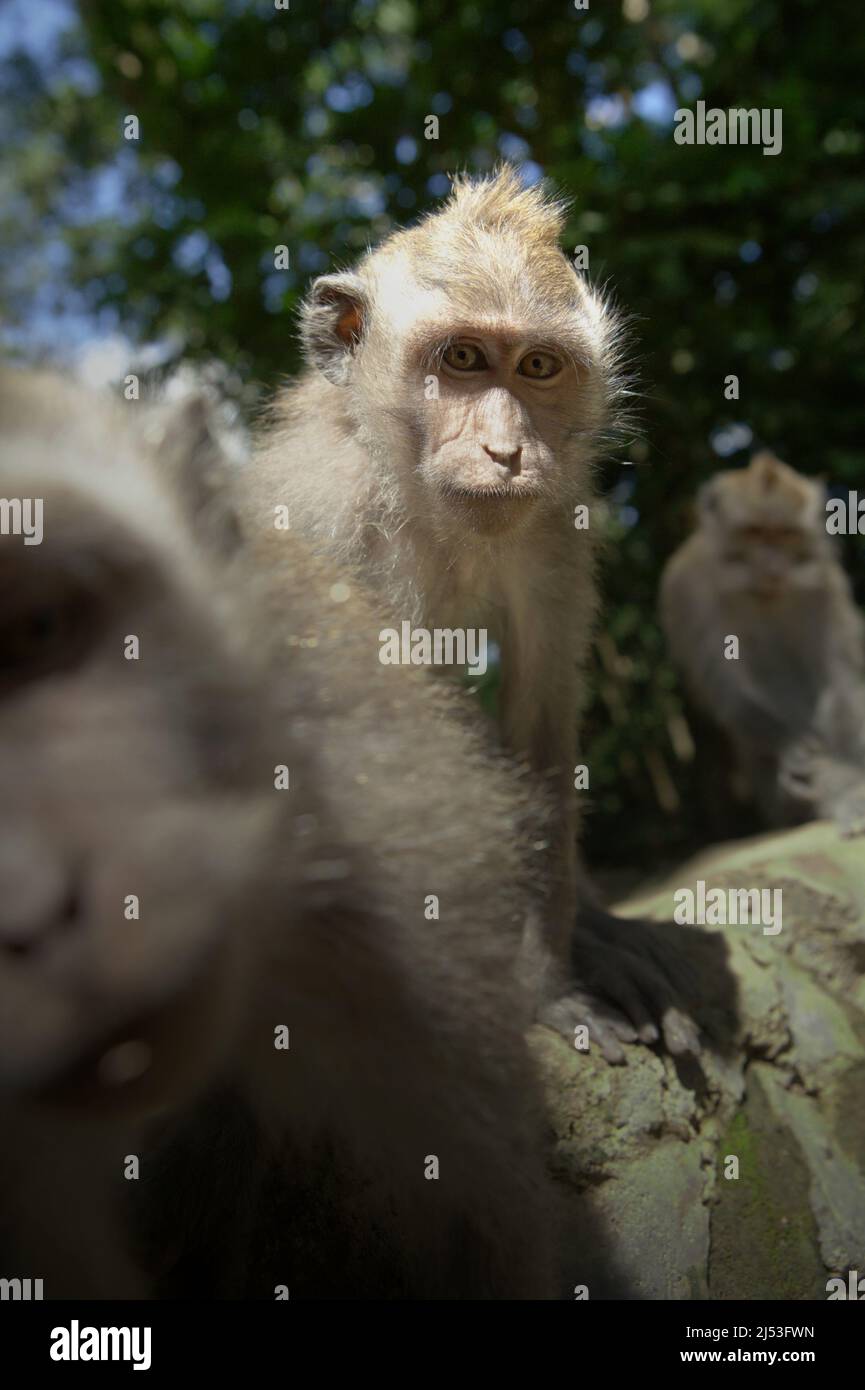 Monkey behaviour science hi-res stock photography and images - Alamy