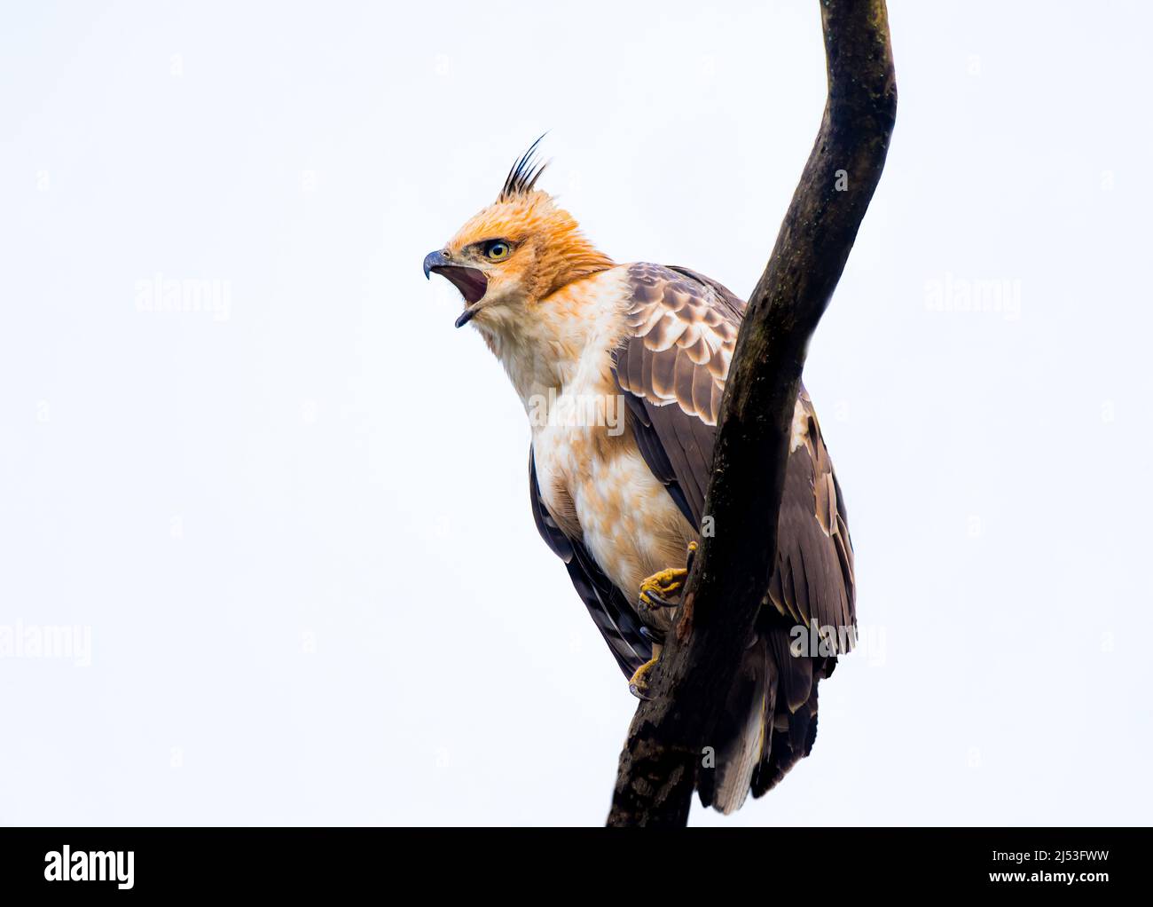 Crested Hawk Eagle in the forests of India Stock Photo - Alamy
