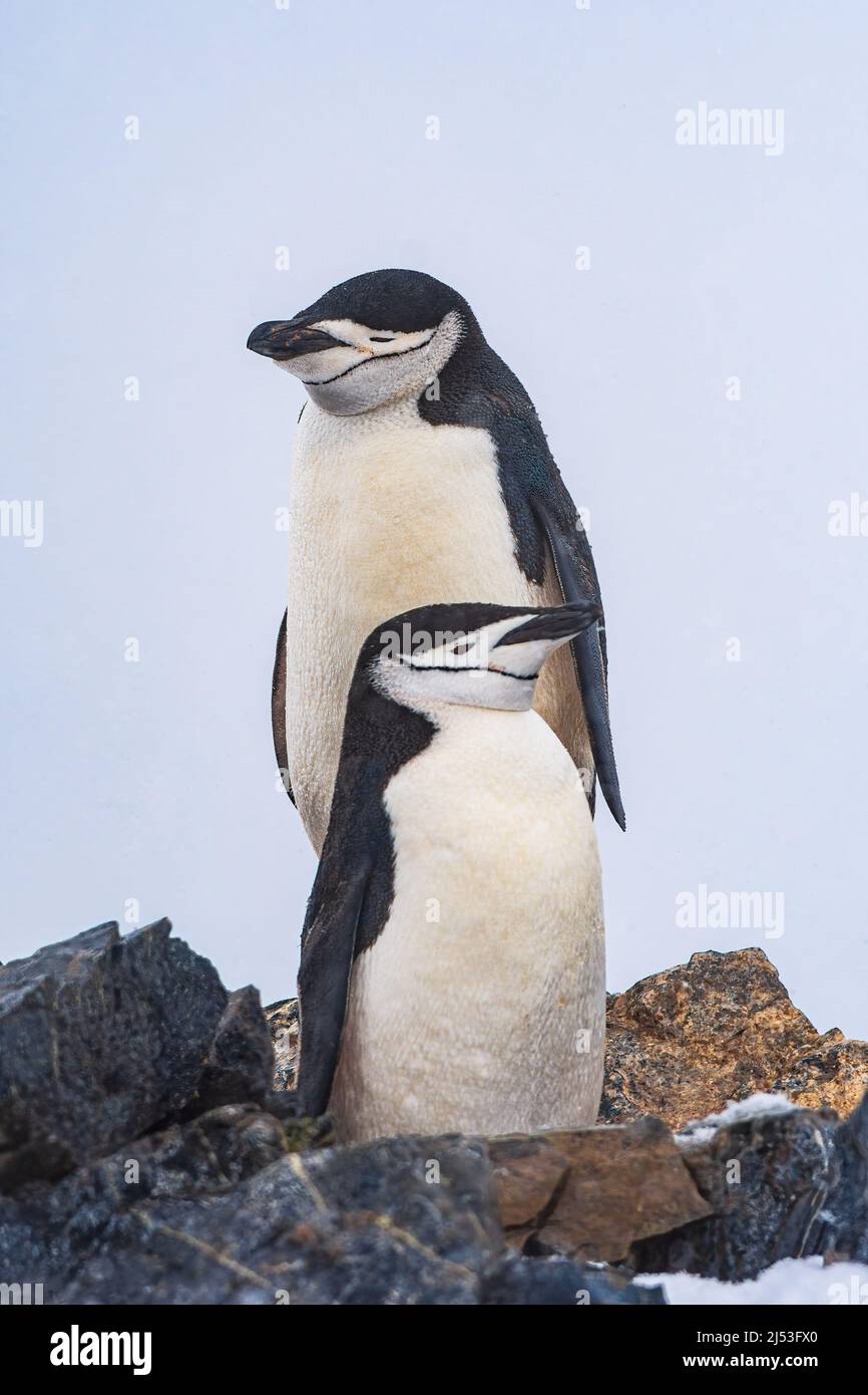 Penguin storm snow hi-res stock photography and images - Alamy
